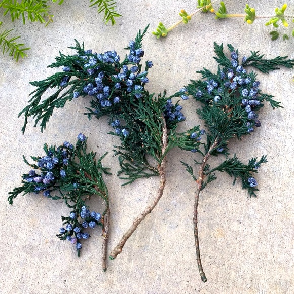 Other | New Set Of 3 Branches Natural Preserved Blueberry Juniper ...